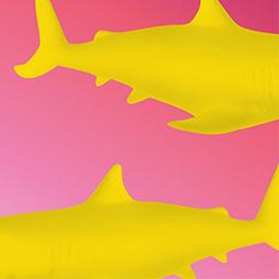 Zappa: Yellow Shark | Australian National Academy of Music